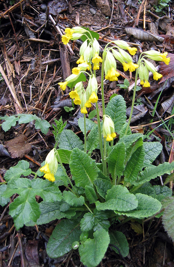 Botanique ranchalaise