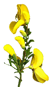 Ranchal, Le genet d'or